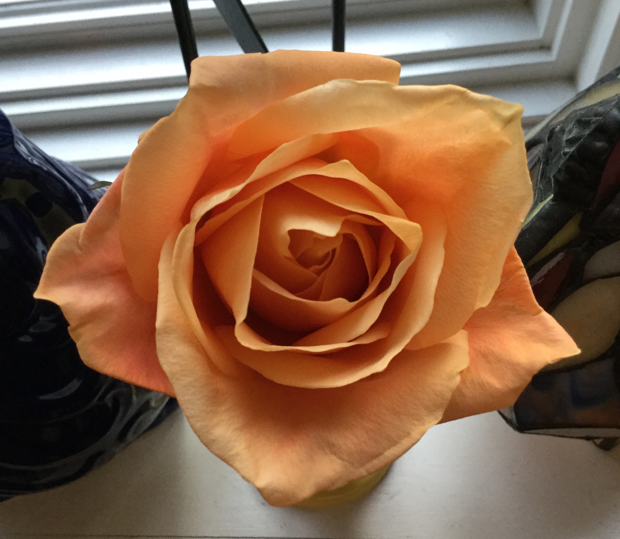 Roses | If These Threads Could Talk